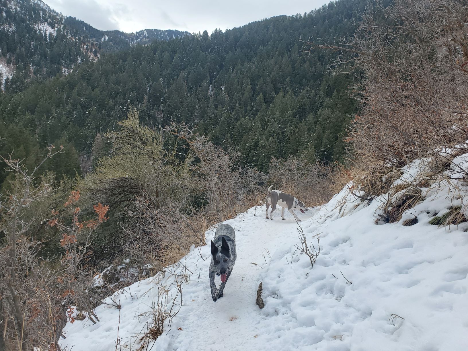 Desolation Trail to Salt Lake Overlook - 4 Seasons of Winter