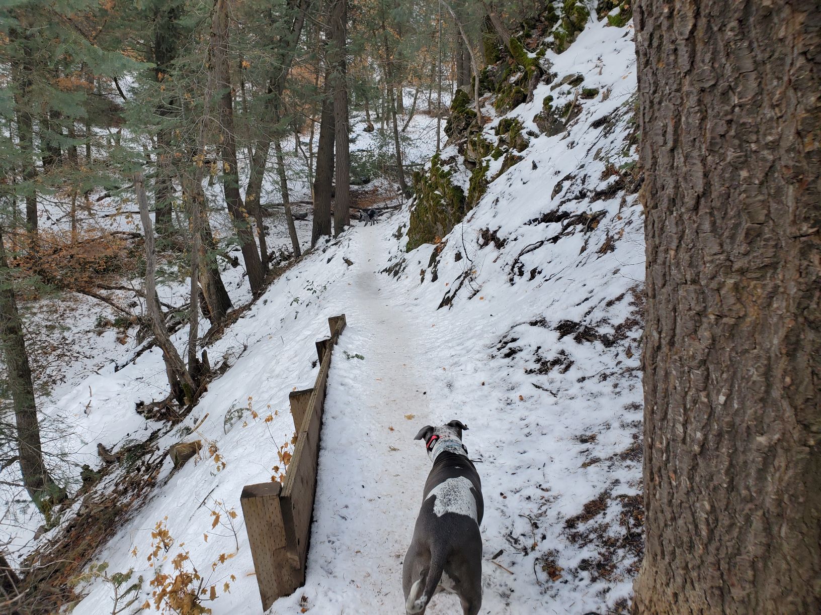 Desolation Trail to Salt Lake Overlook - 4 Seasons of Winter