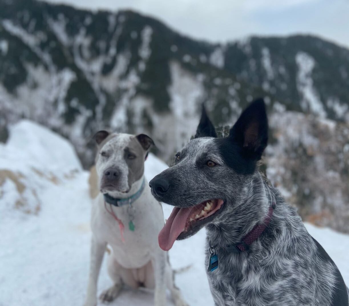 Desolation Trail to Salt Lake Overlook - 4 Seasons of Winter